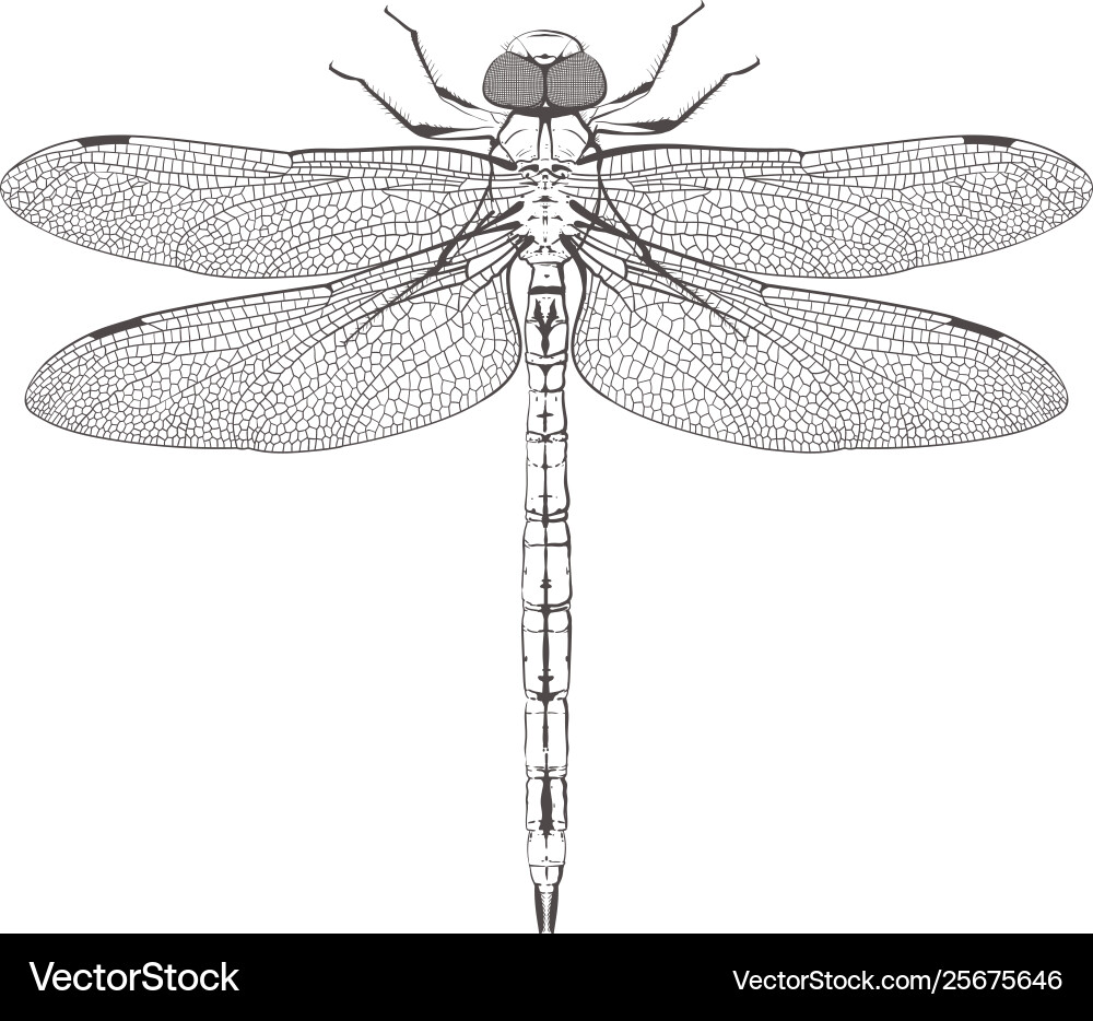 Large symmetrical dragonfly Royalty Free Vector Image