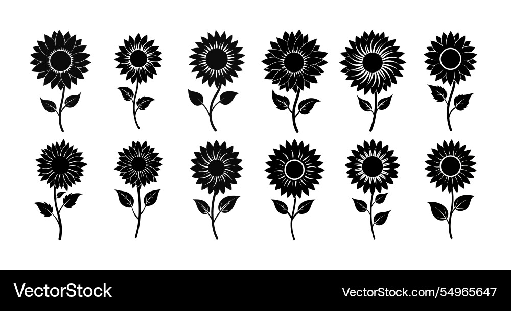 Sunflower floral design collection Royalty Free Vector Image