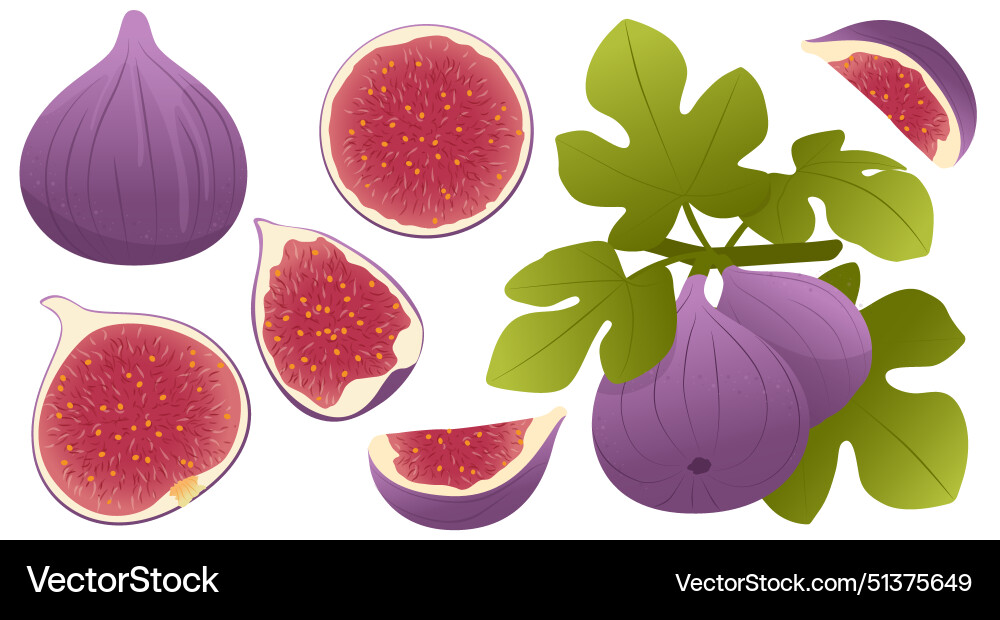 Posters with ripe figs fig pieces Royalty Free Vector Image