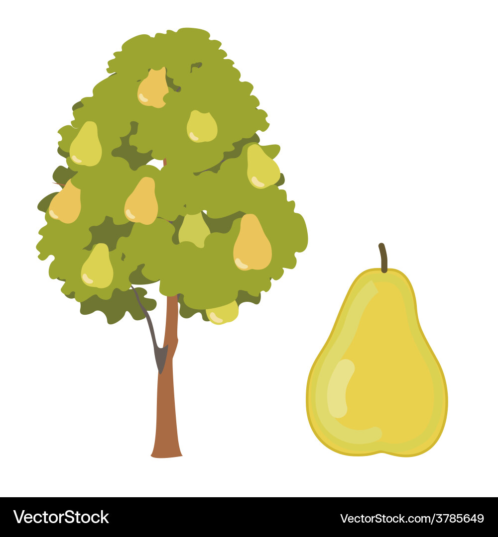 Stylized Pear Tree Royalty Free Vector Image - VectorStock