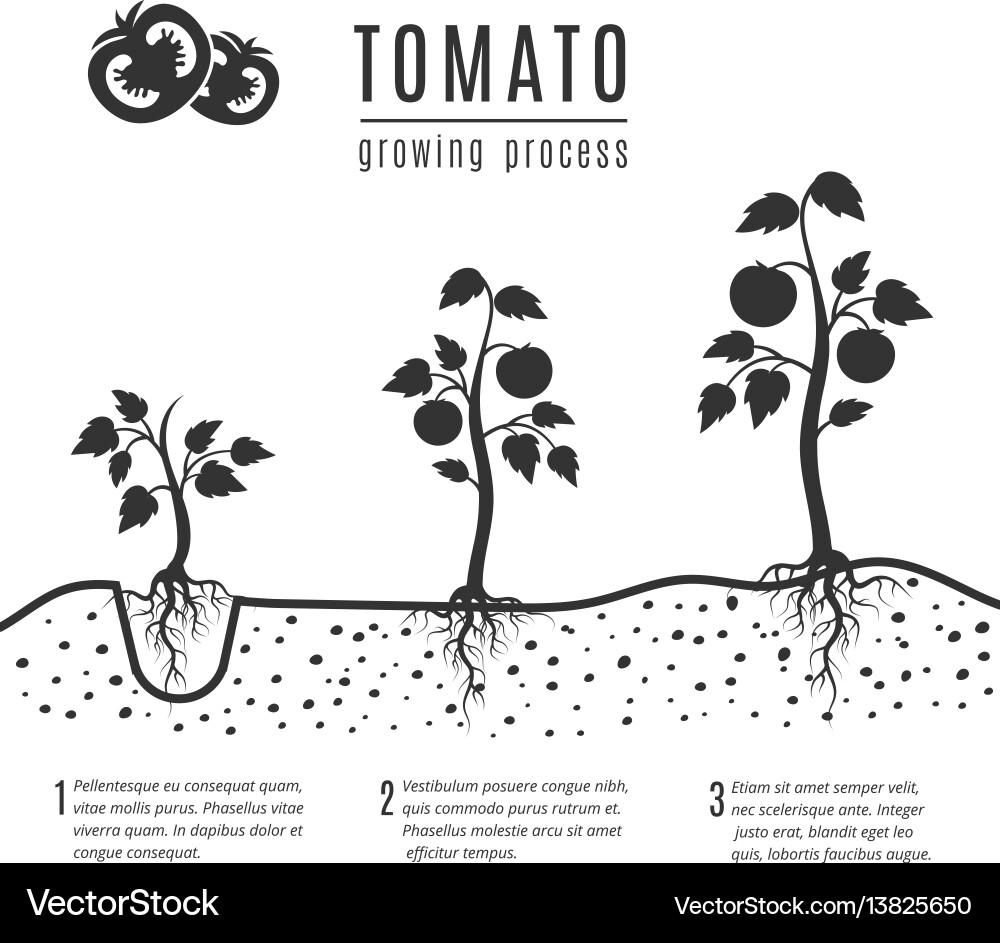 Tomato Plant Roots Growth Stages Royalty Free Vector Image