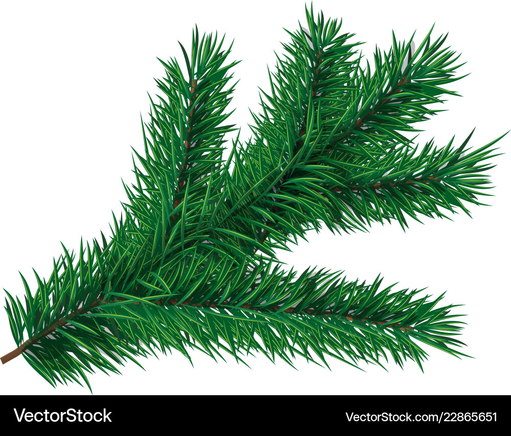 Fir Branch Detail Royalty Free Vector Image - VectorStock