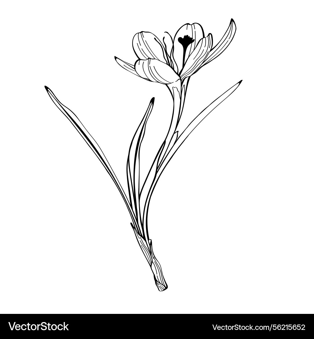 Crocus or saffron flower Royalty Free Vector Image