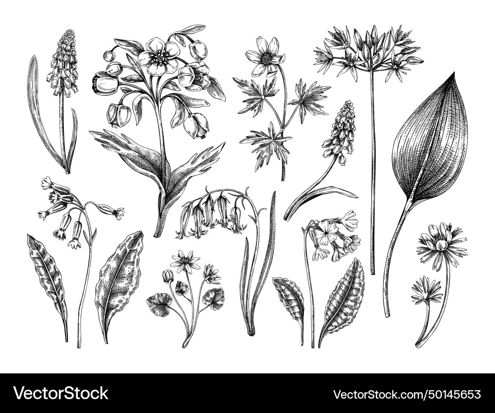 Spring flower sketches hand-drawn woodlan Vector Image