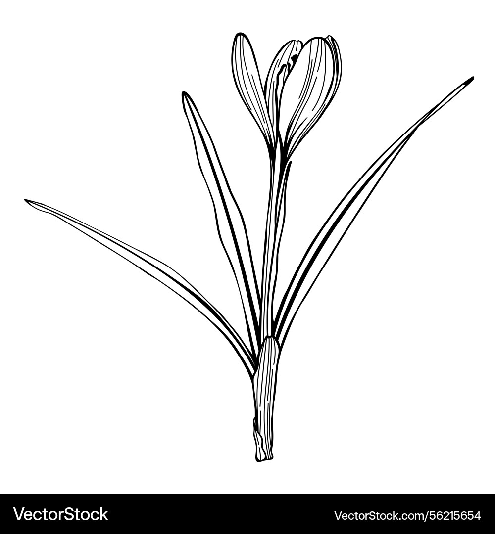 Crocus or saffron flower Royalty Free Vector Image