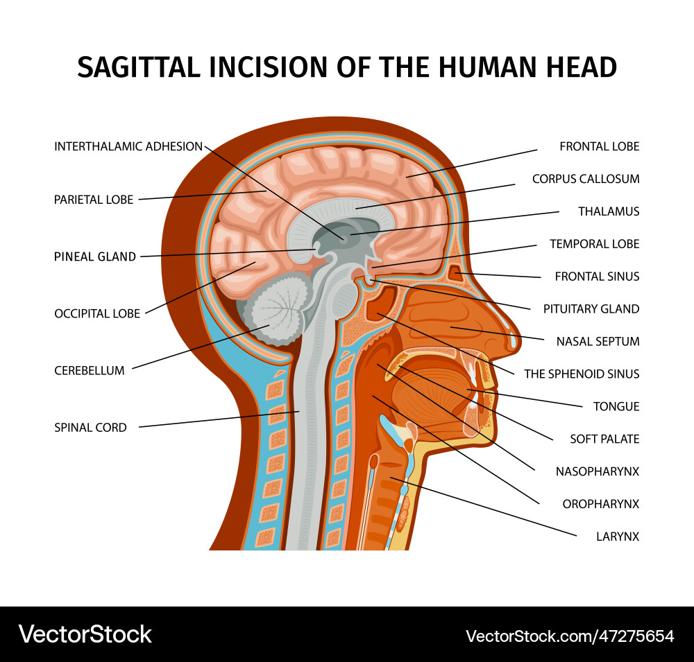 Human head anatomy composition Royalty Free Vector Image