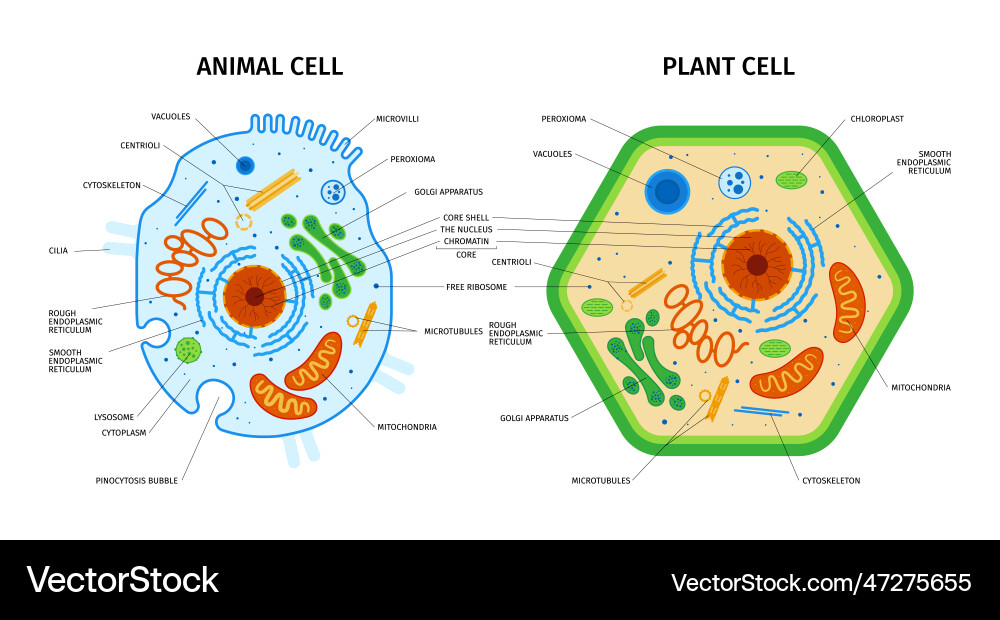 Cell Anatomy: Plant and Animal Cell Structures Vector Image
