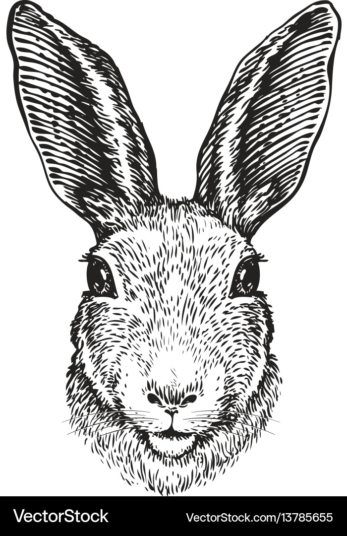 Hand-Drawn Rabbit Portrait – Royalty-Free Vector | VectorStock