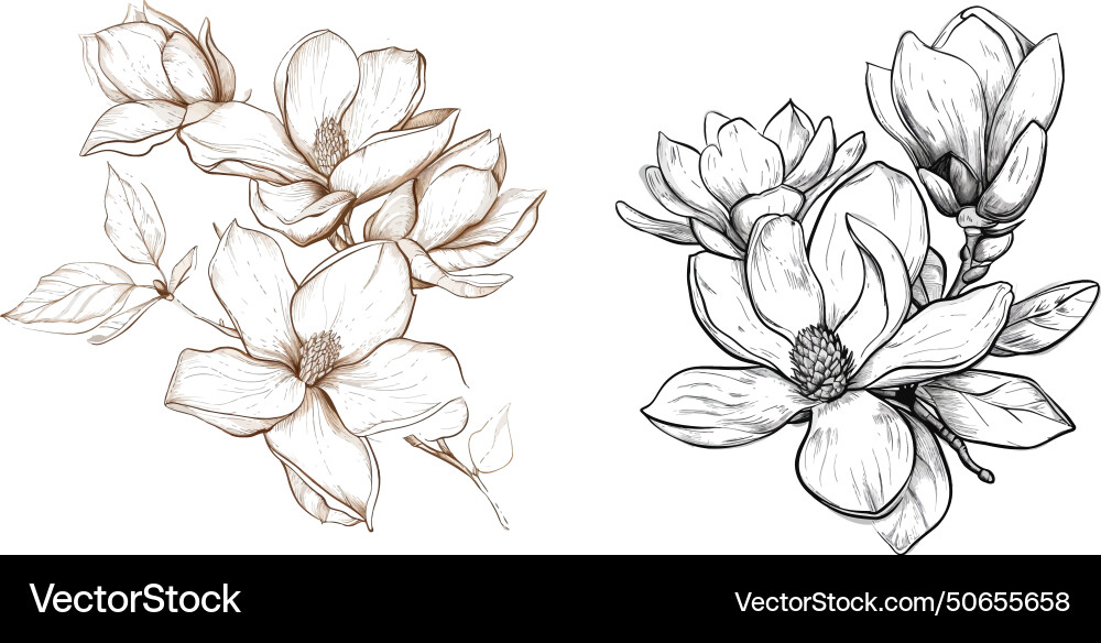 Magnolia line-art Royalty Free Vector Image - VectorStock