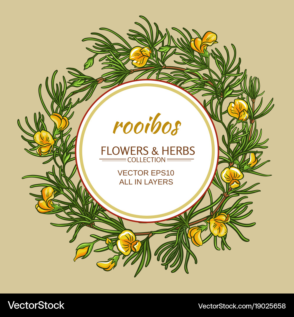 Rooibos frame Royalty Free Vector Image - VectorStock