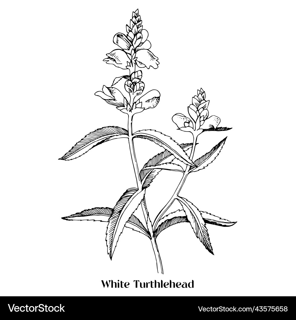 White turtlehead chelone glabra or bitter herb Vector Image