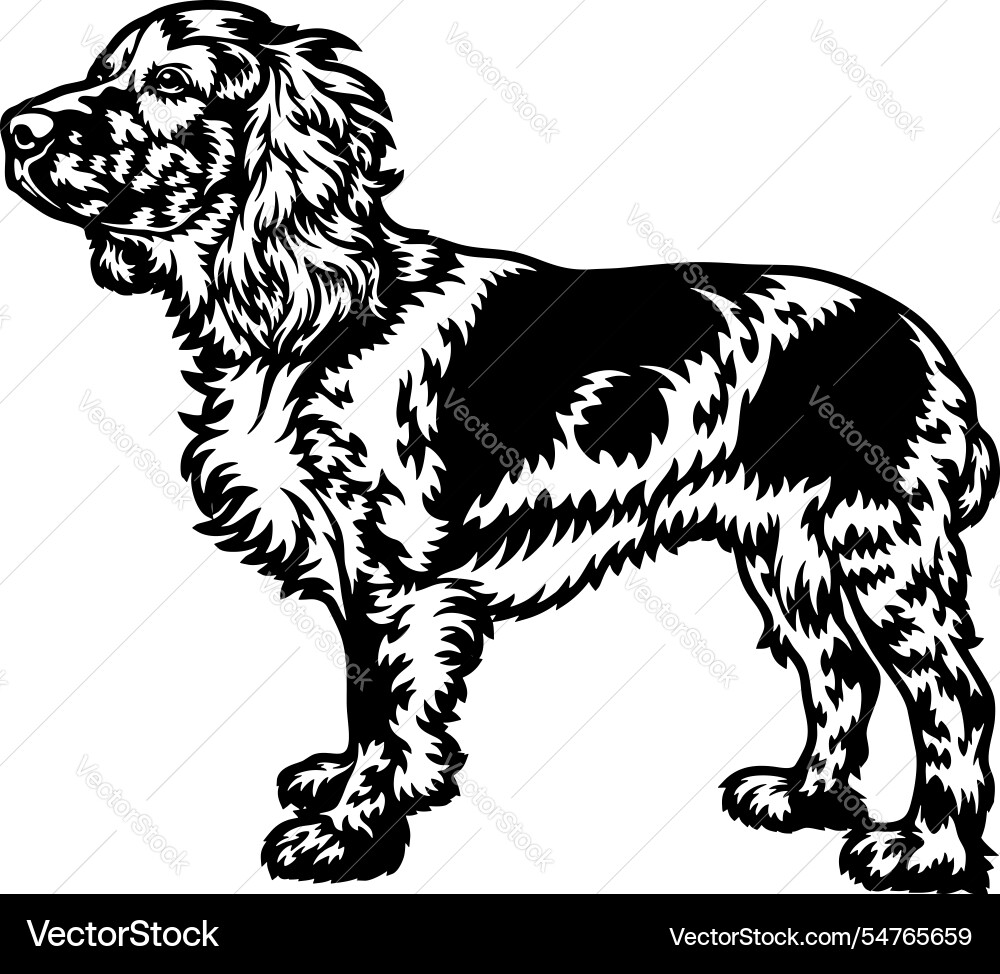 Cocker spaniel dog breed - pet cut file Royalty Free Vector