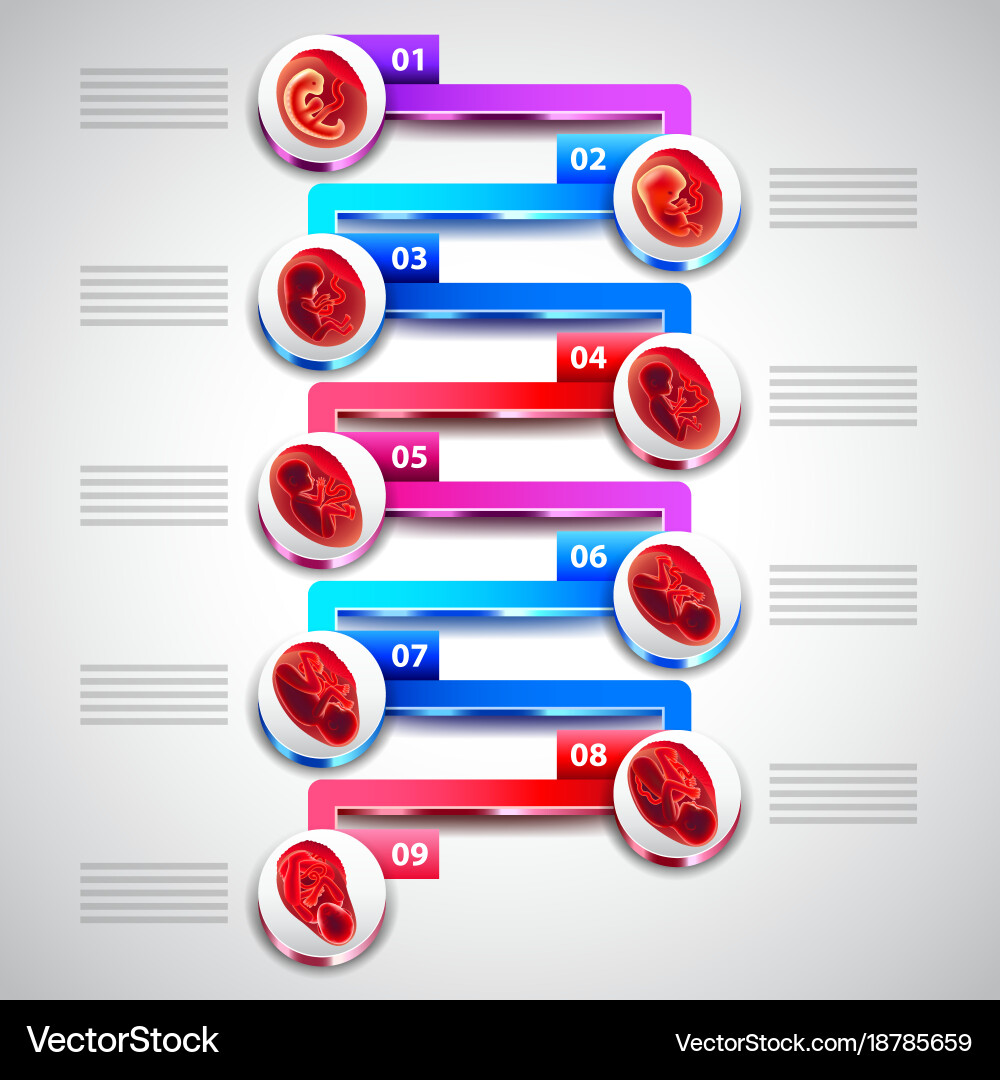 Pregnancy infographics with fetus development Vector Image