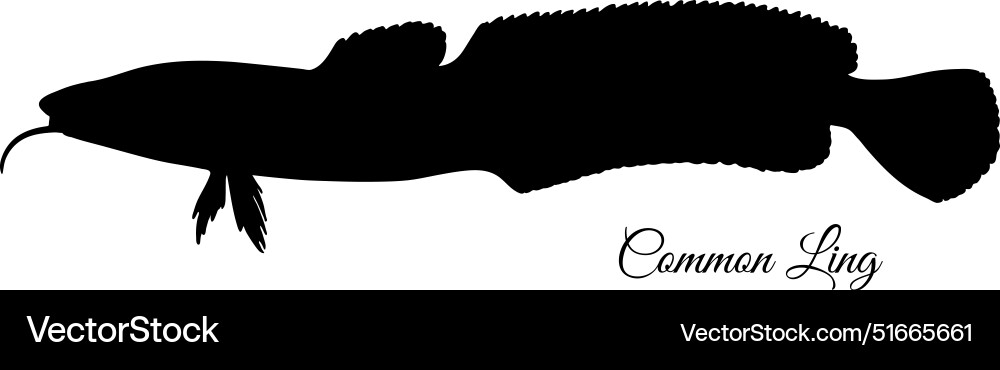 Common ling silhouette Royalty Free Vector Image