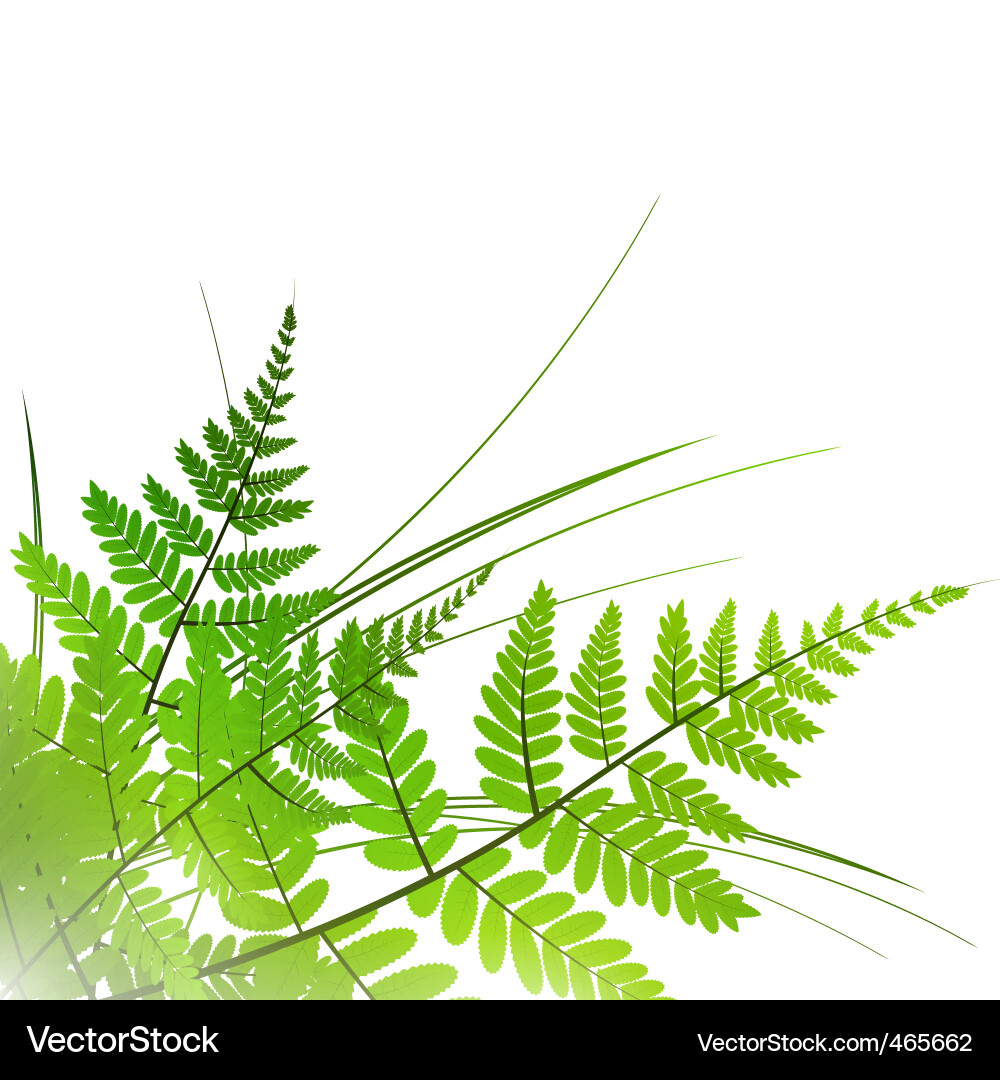 Fern frame Royalty Free Vector Image - VectorStock