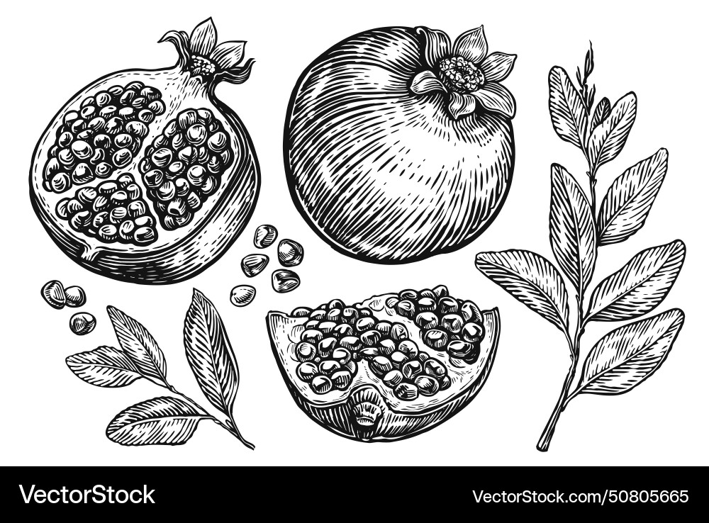 Pomegranate fruits isolated set of elements Vector Image