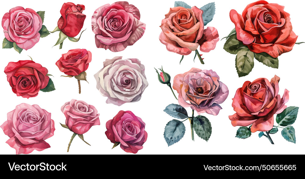 Set roses Royalty Free Vector Image - VectorStock