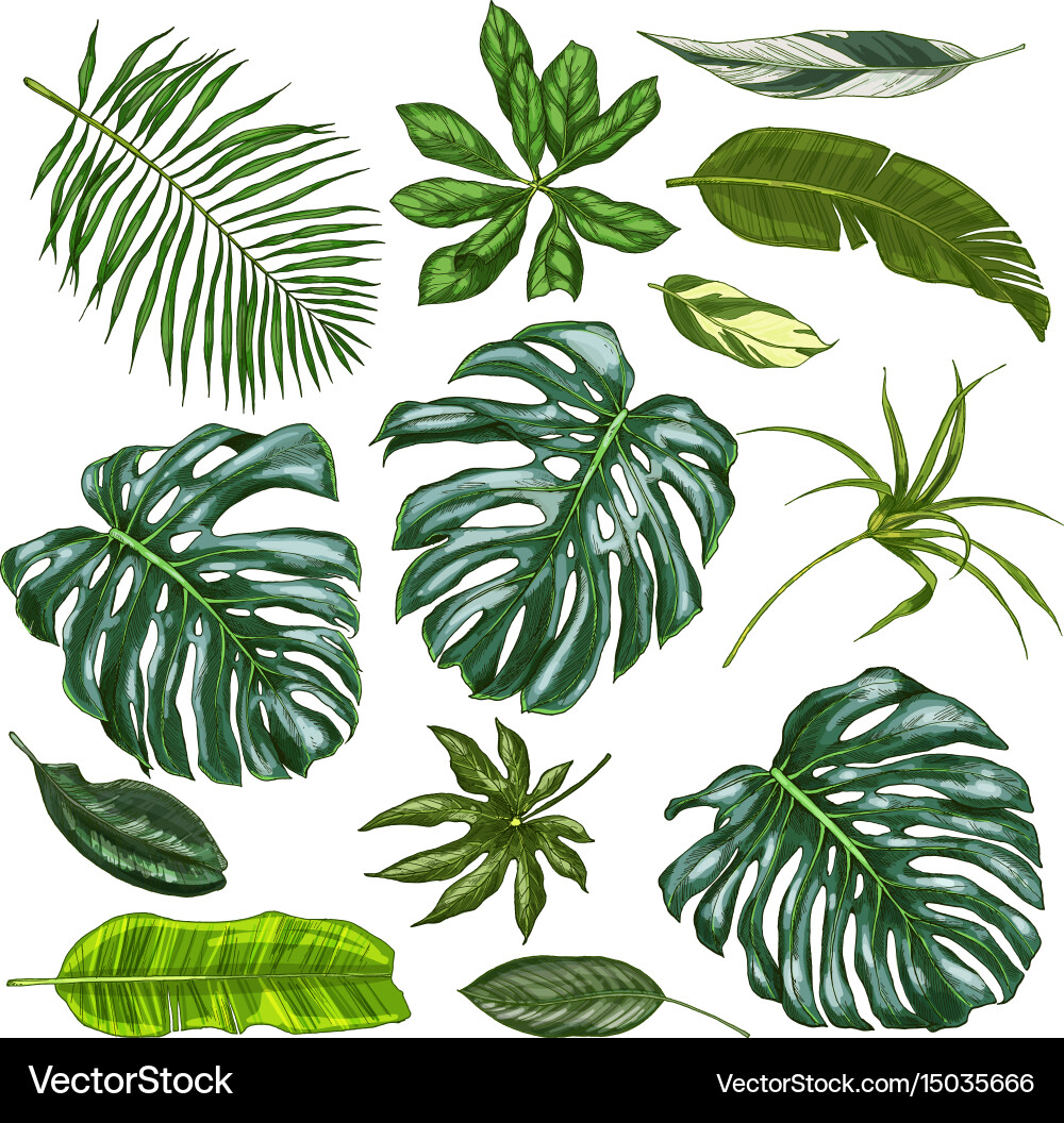 Realistic full color tropical leaves Royalty Free Vector Realistic full color tropical leaves Royalty Free Vector