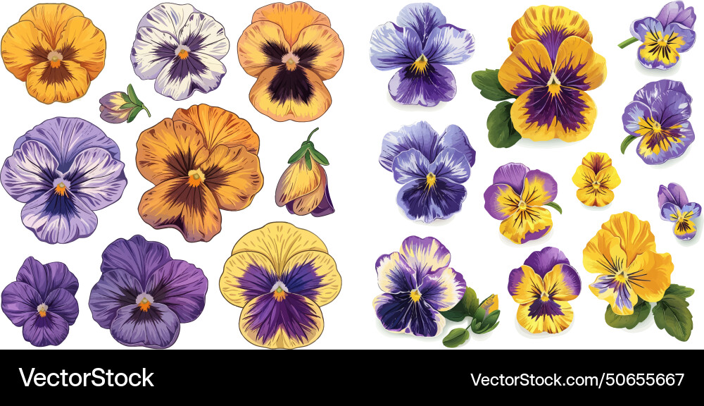Violas floral element yellow Royalty Free Vector Image