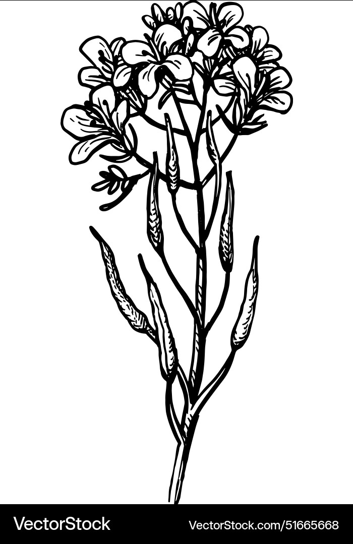 Mustard Plant Ink Sketch Royalty Free Vector Image