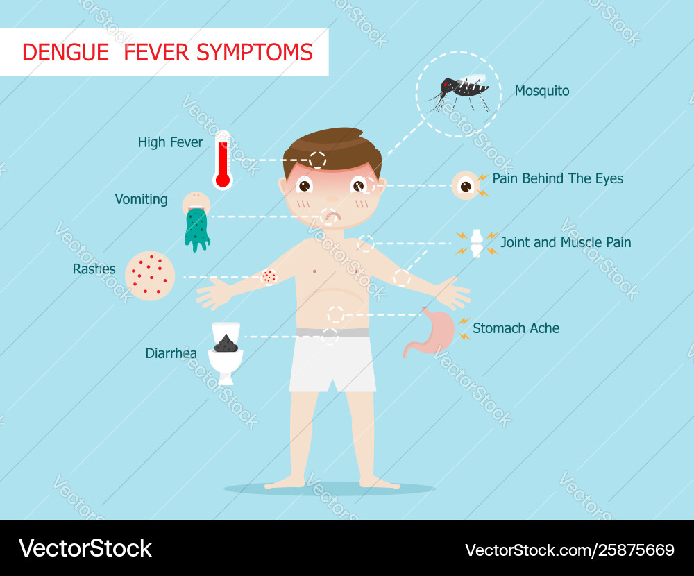 Dengue fever symptoms infographics Royalty Free Vector Image