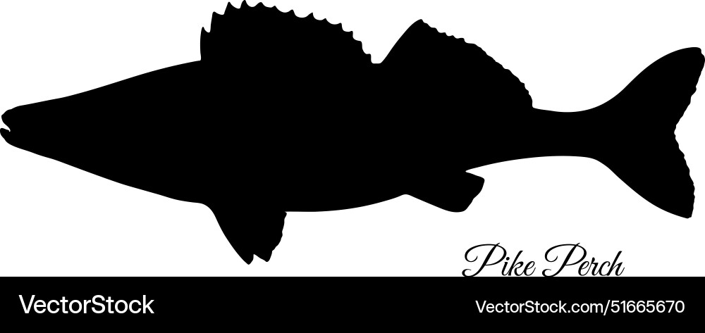 Pikeperch fish silhouette Royalty Free Vector Image