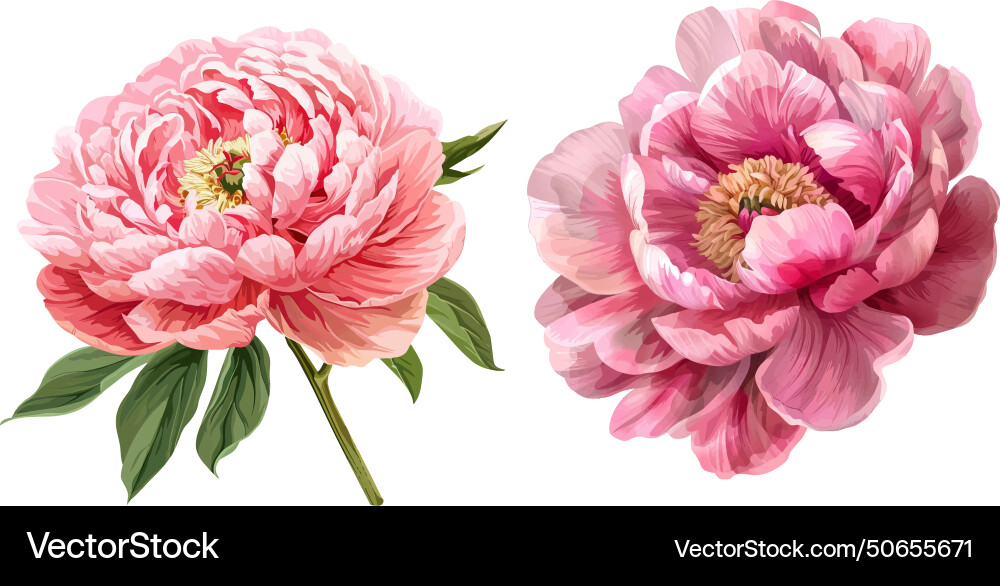 Stock flower pink peony Royalty Free Vector Image