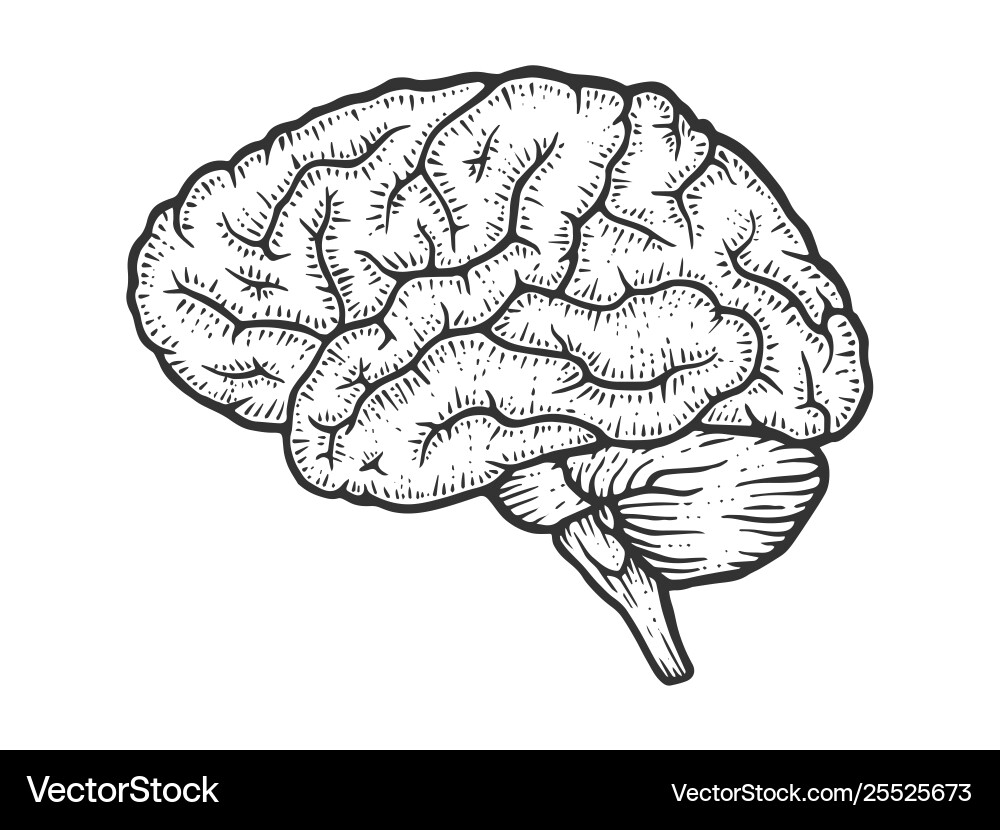 Human brain sketch engraving Royalty Free Vector Image