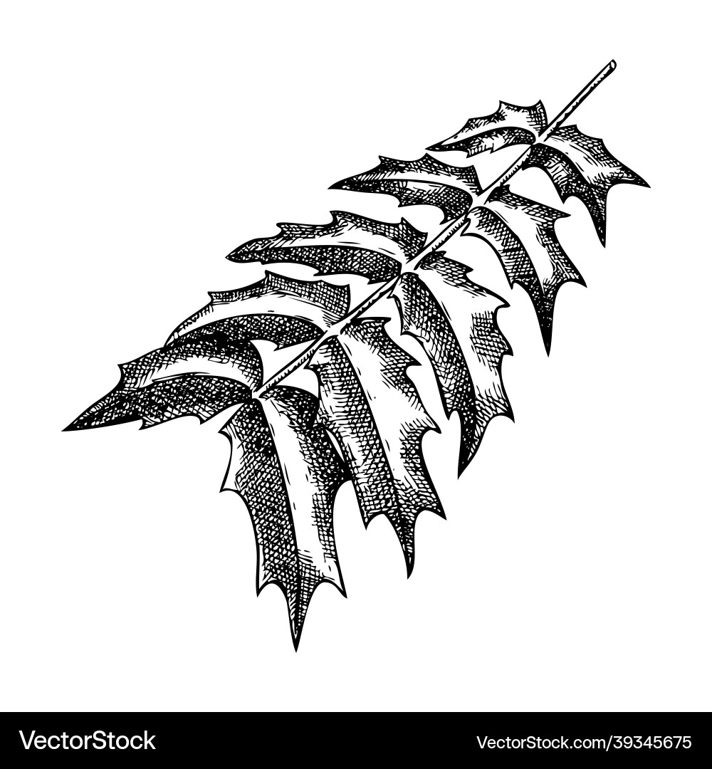 Christmas holly evergreen tree with red ber Vector Image