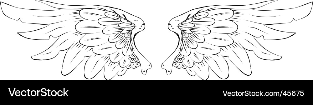 Detailed Wing Sketch Royalty Free Vector Image