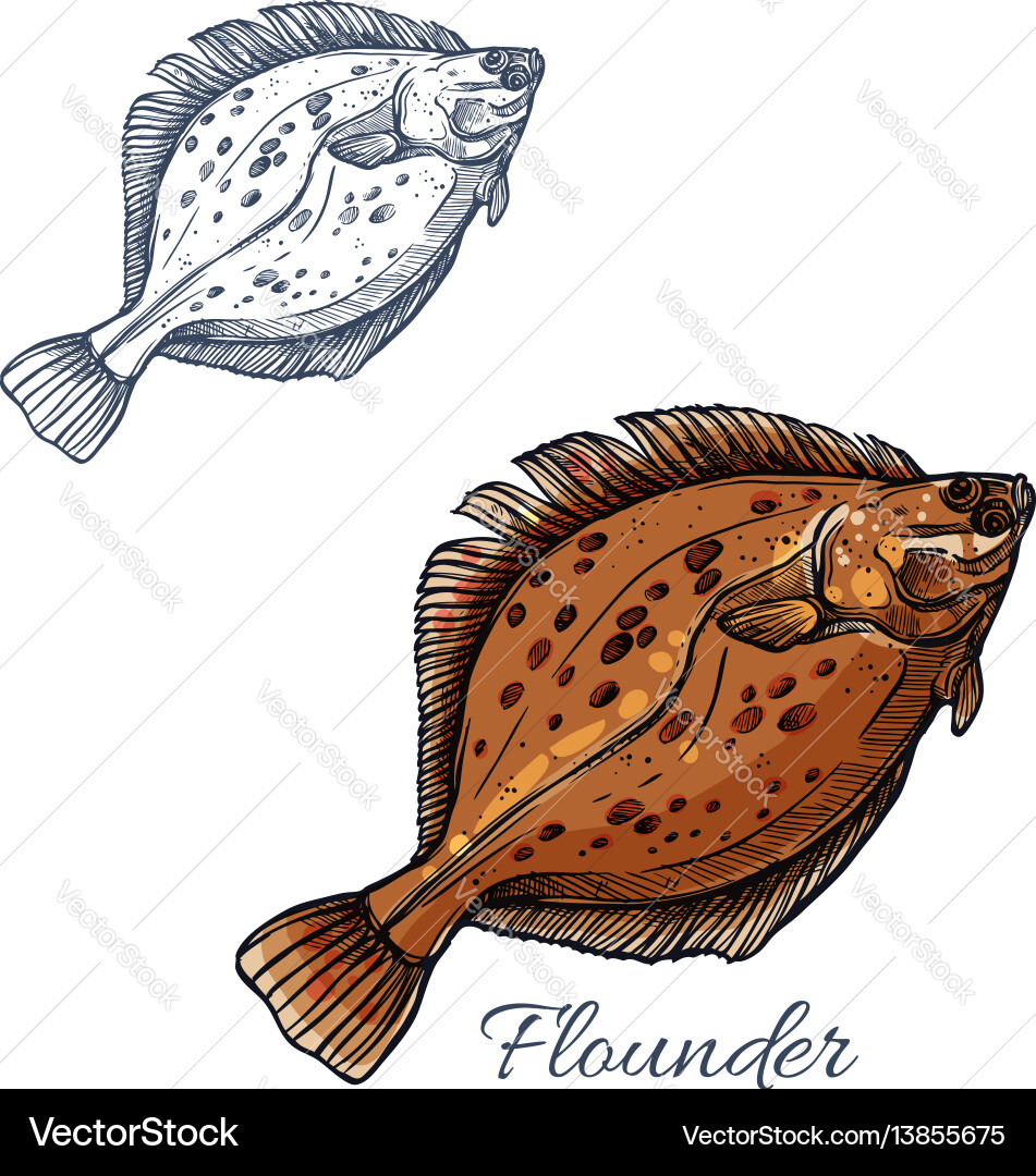 Flounder flatfish sketch for seafood design Vector Image