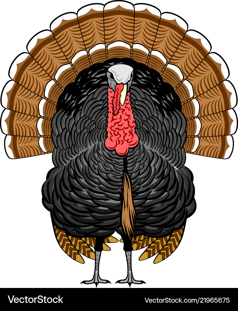 Turkey Tail Feathers Vector Images (over 480)