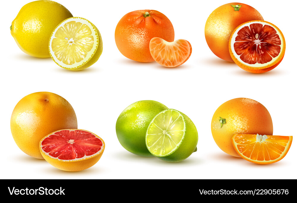 Citrus fruit set Royalty Free Vector Image - VectorStock