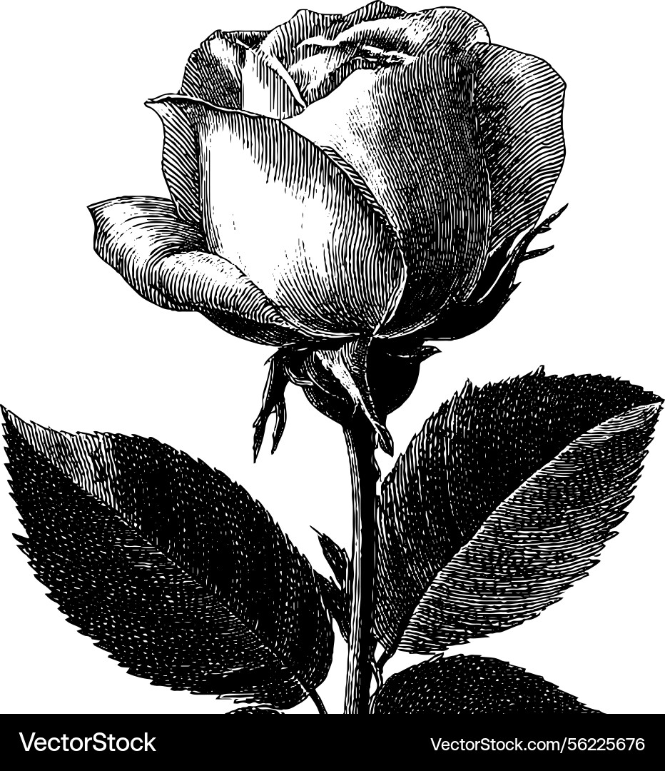 Intricate engraved rose art with bold black lines Vector Image