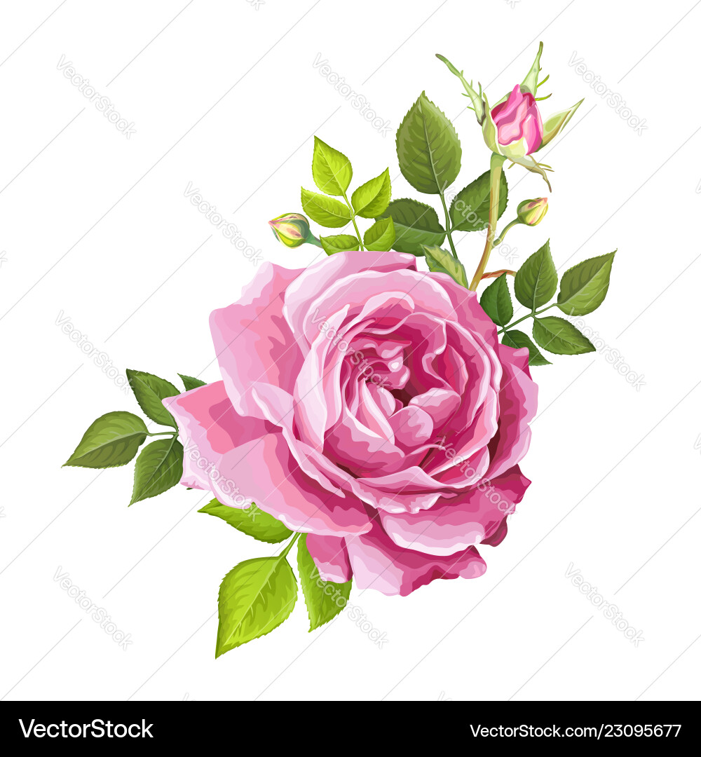 Pink Rose Flower Royalty Free Vector Image - VectorStock