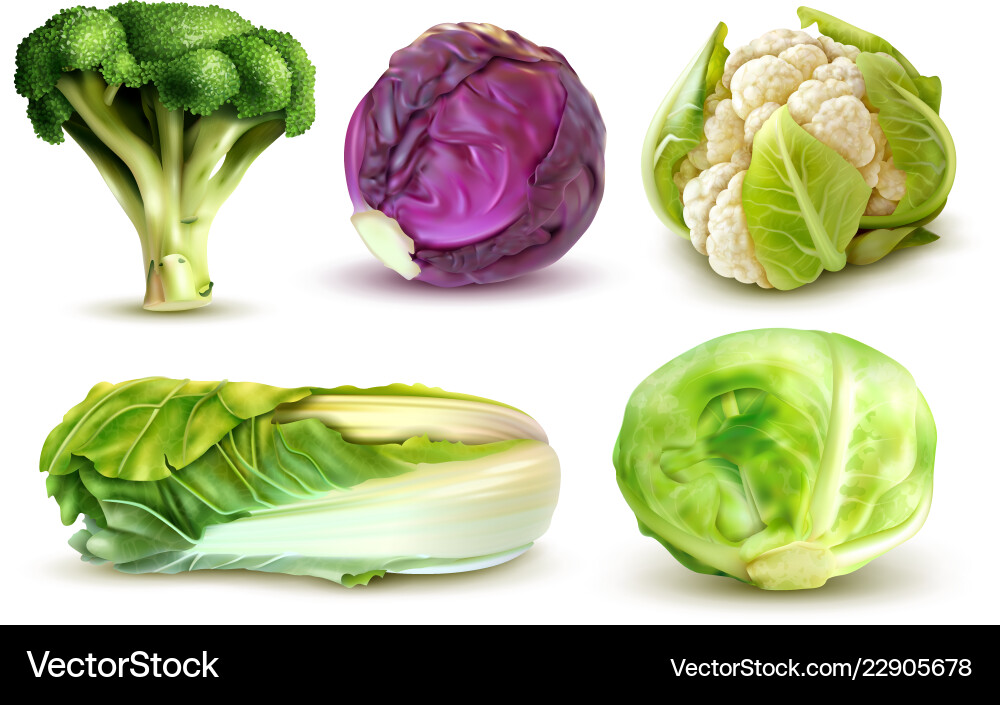 Cabbage realistic set Royalty Free Vector Image