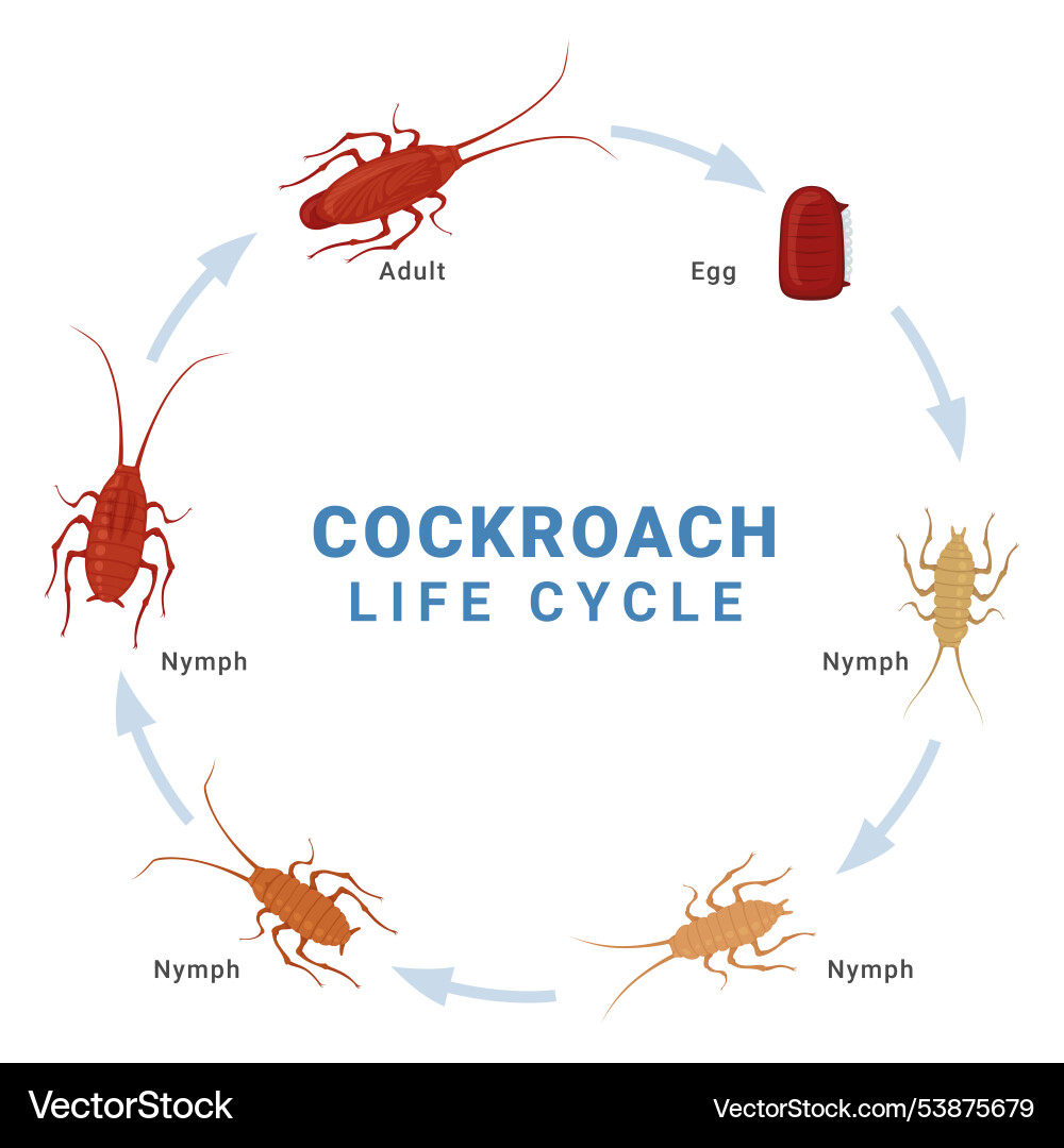 Life Cycle Of Cockroach Biology And Life Cycle Of Cockroaches In