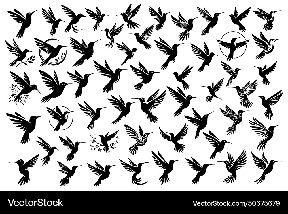 Hummingbirds set Royalty Free Vector Image - VectorStock