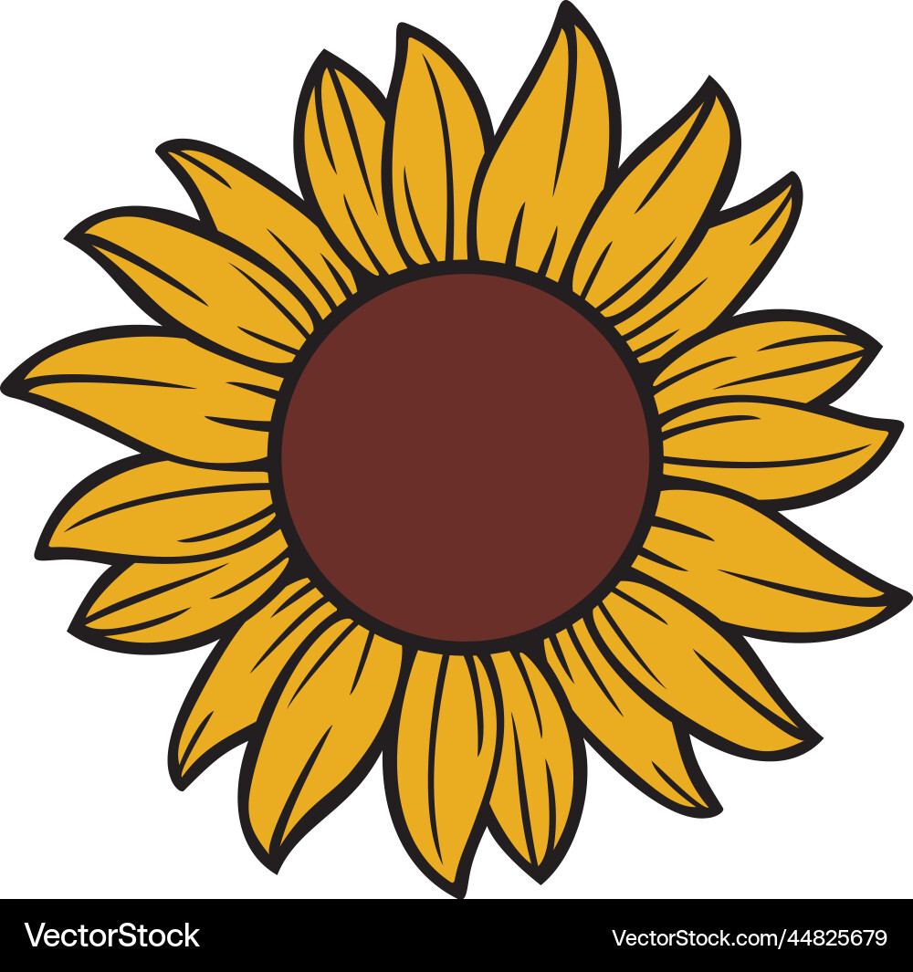 Sunflower flower color Royalty Free Vector Image