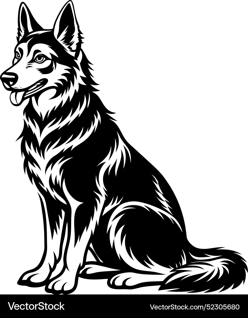 German shepherd dog in different poses on a white Vector Image