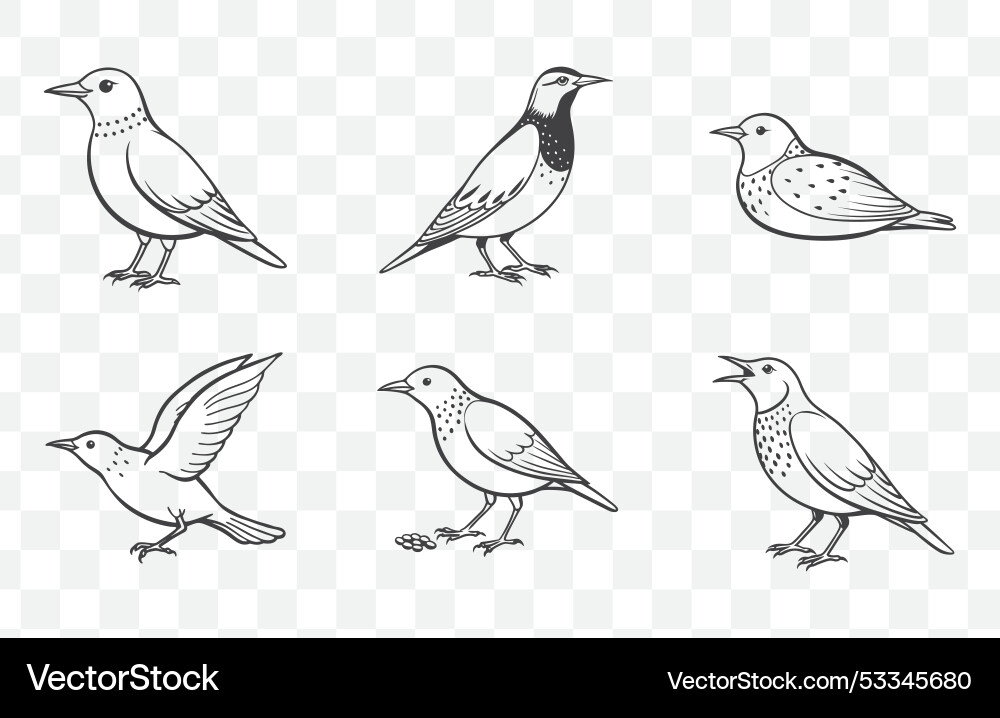 Print starling line art set detailed Royalty Free Vector