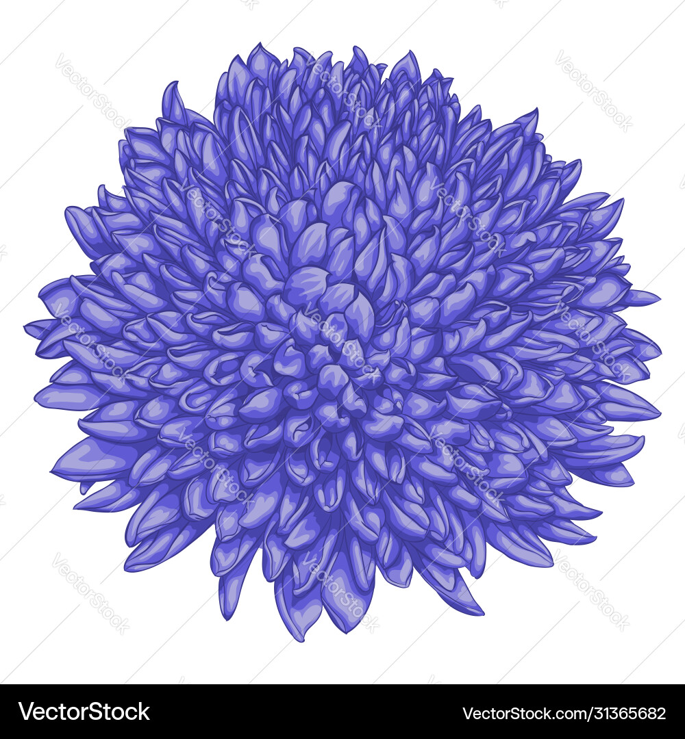 Beautiful chrysanthemum isolated on white Vector Image