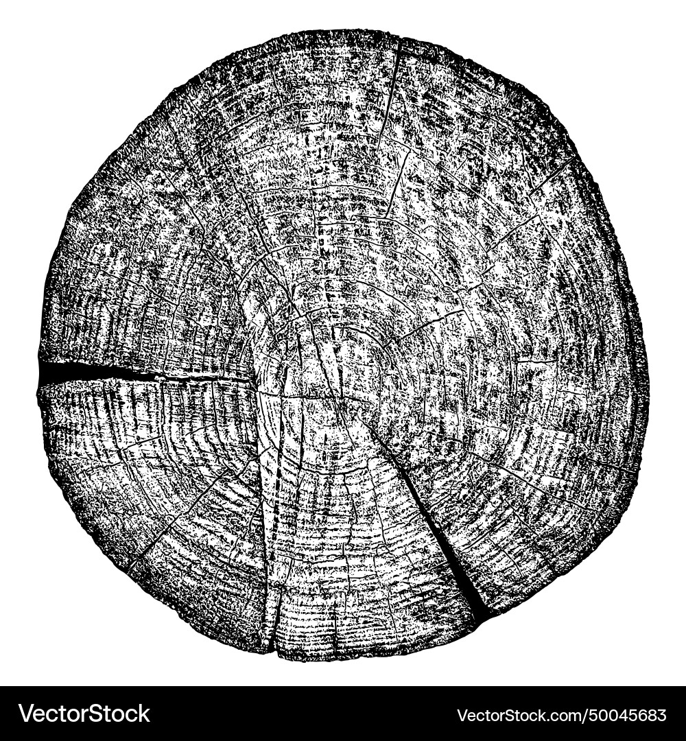 Wood texture cross section of tree rings Vector Image