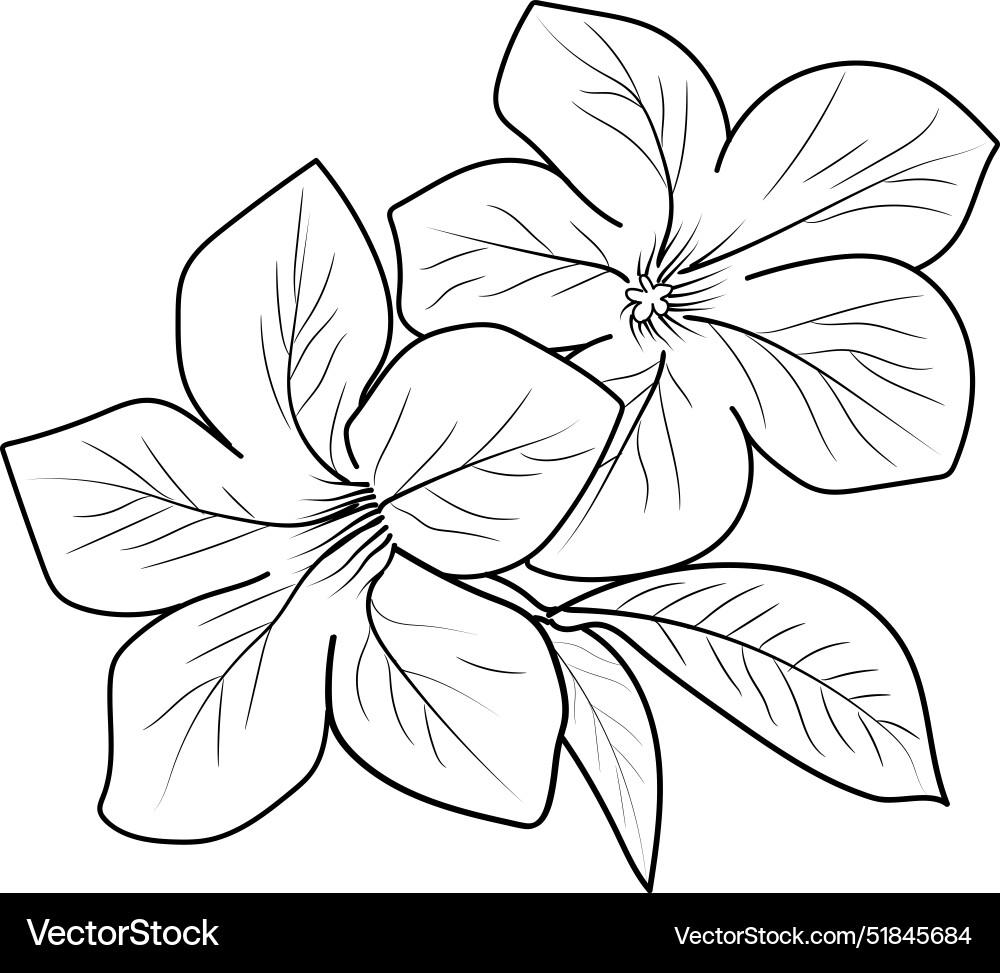 Delicate allamanda cathartic tattoo Royalty Free Vector