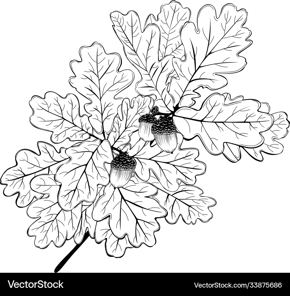 Oak tree leaves Royalty Free Vector Image - VectorStock