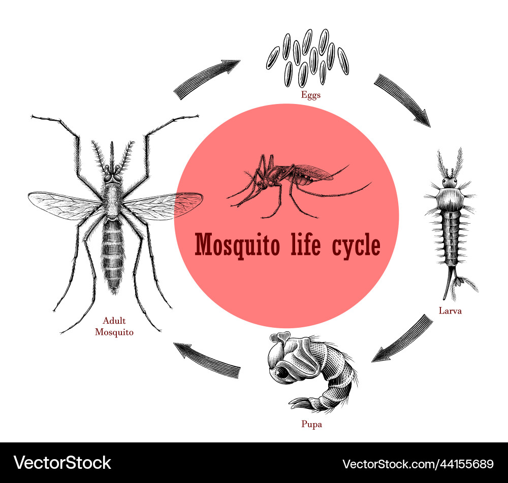 Mosquito life cycle hand drawing engraving style Vector Image