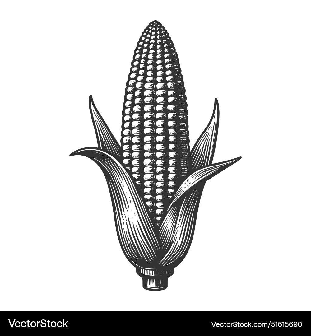 Engraved corn cob Royalty Free Vector Image - VectorStock