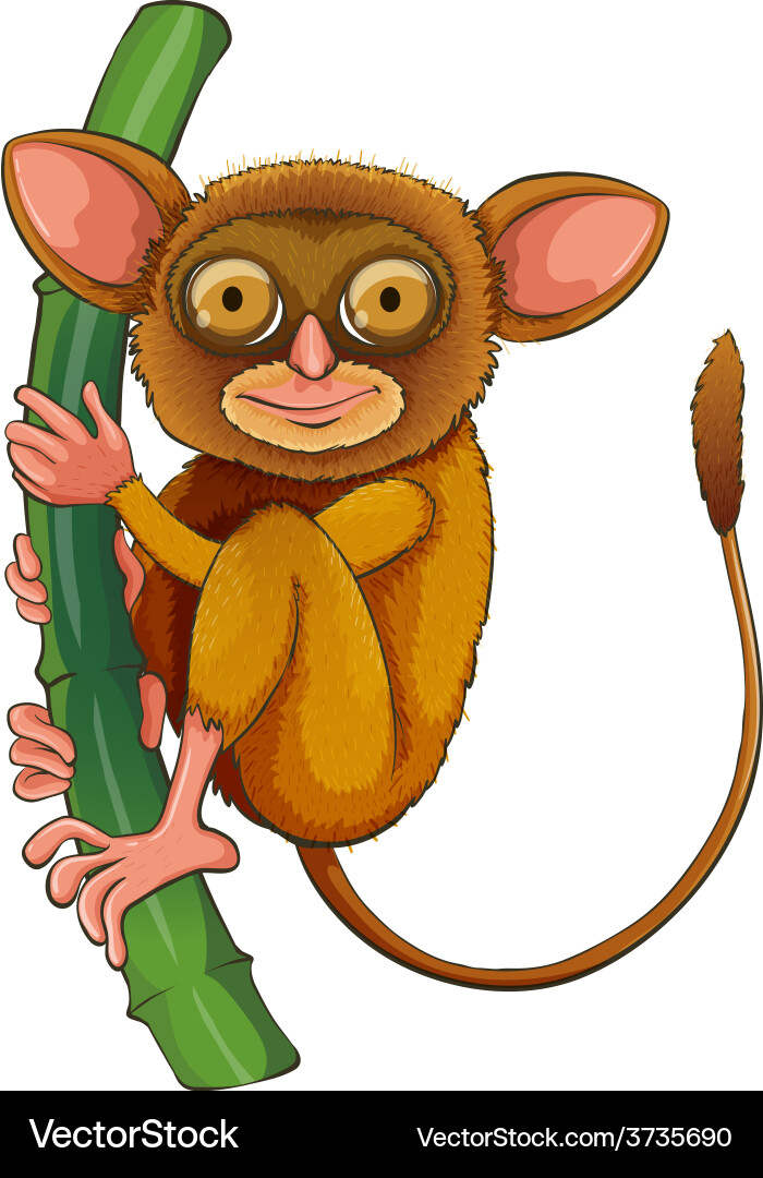 Tarsier Royalty Free Vector Image - VectorStock