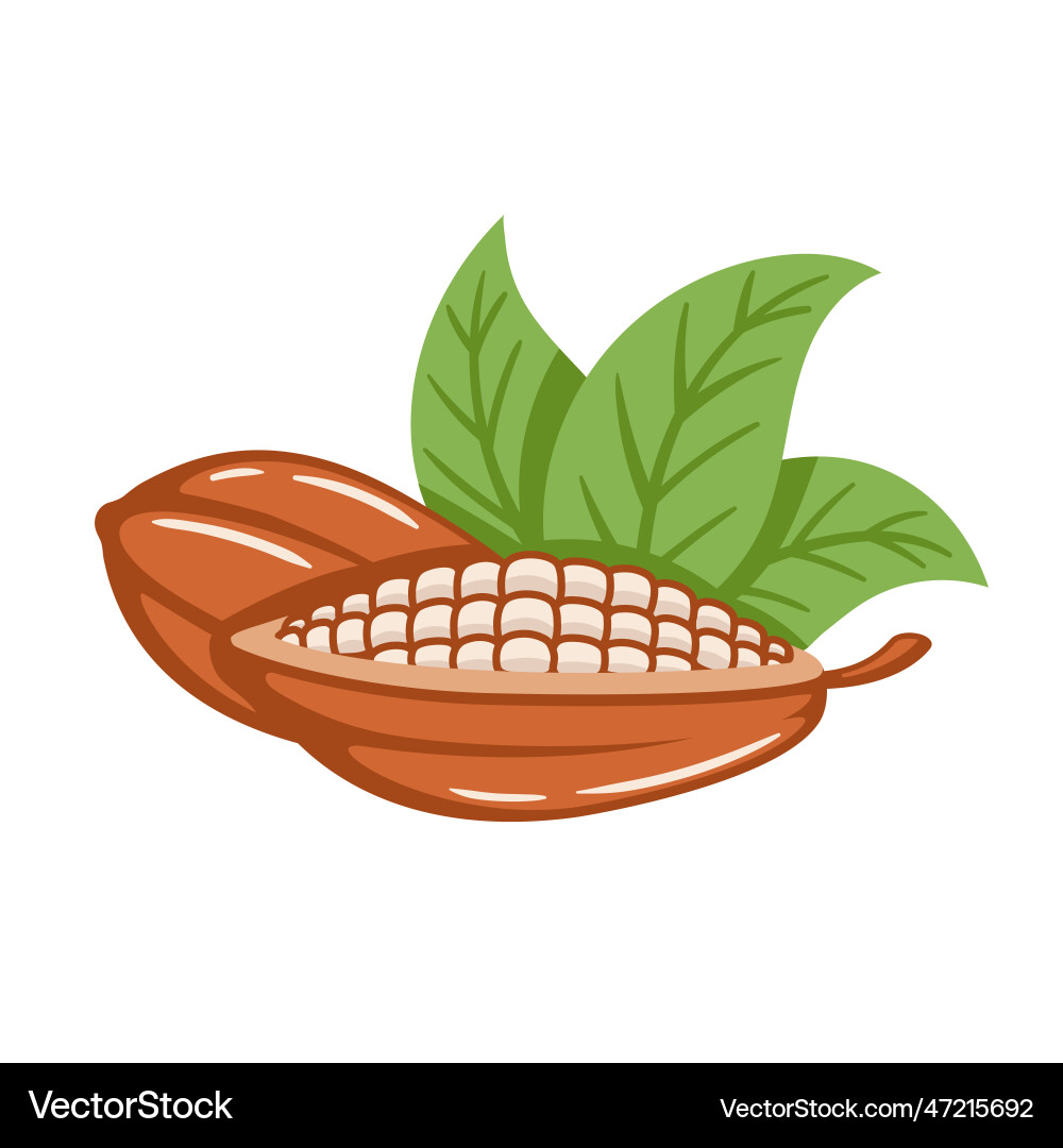 Cocoa beans isolated on white background – Royalty-Free Vector ...