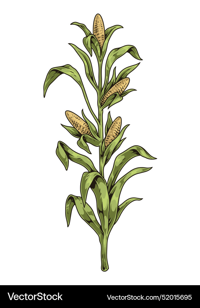 Corn plants colorful detailed emblem Royalty Free Vector